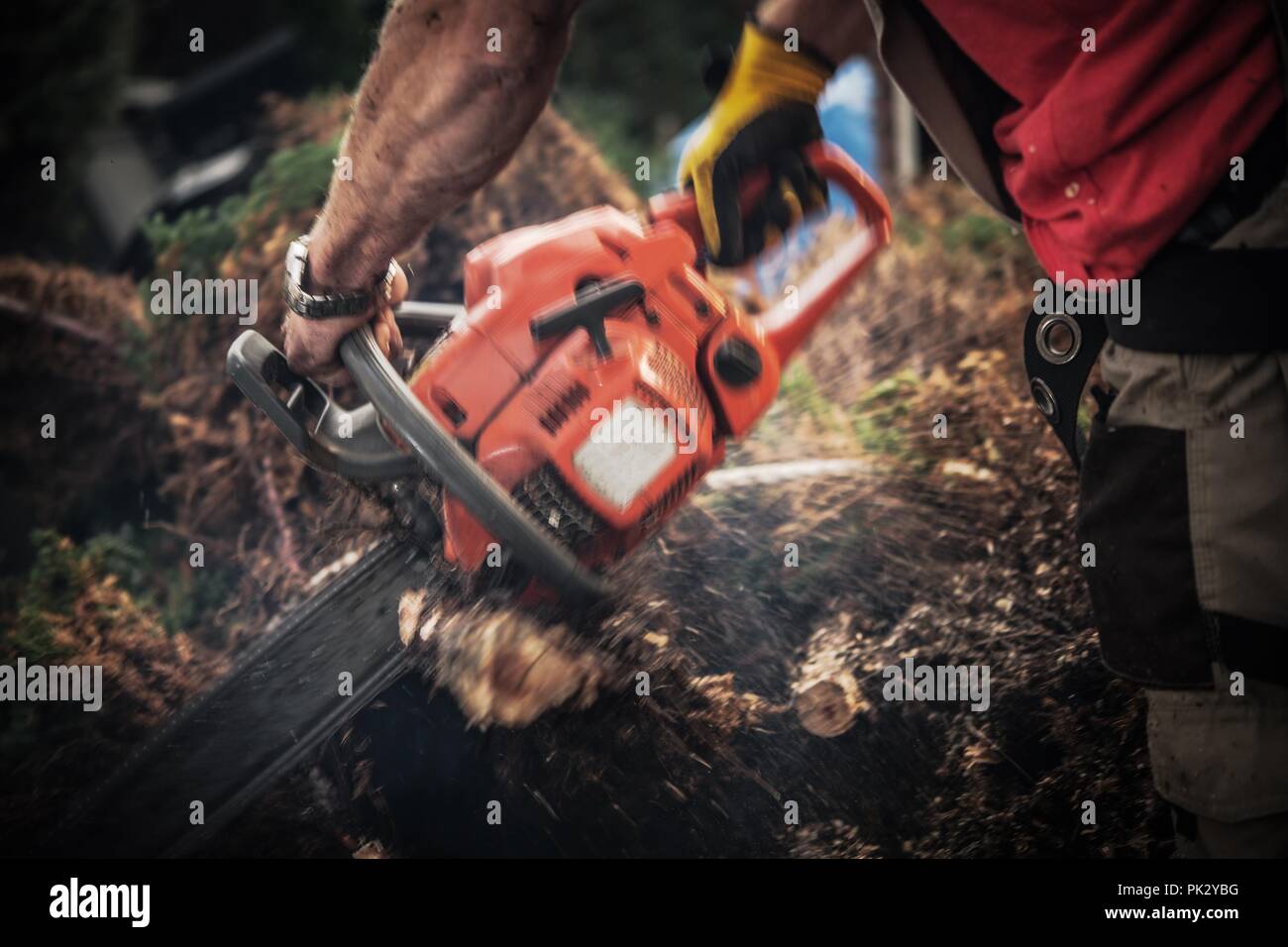 Tree Roots Removal Using Gasoline Chainsaw. Worker with Power Tool ...