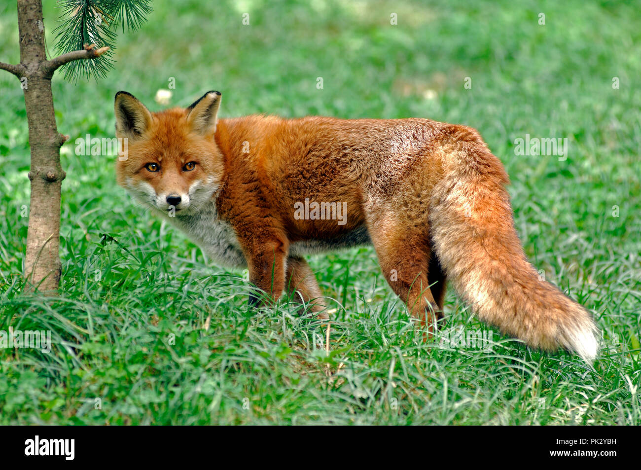 Red Fox (Vulpes vulpes) Renard roux Stock Photo - Alamy