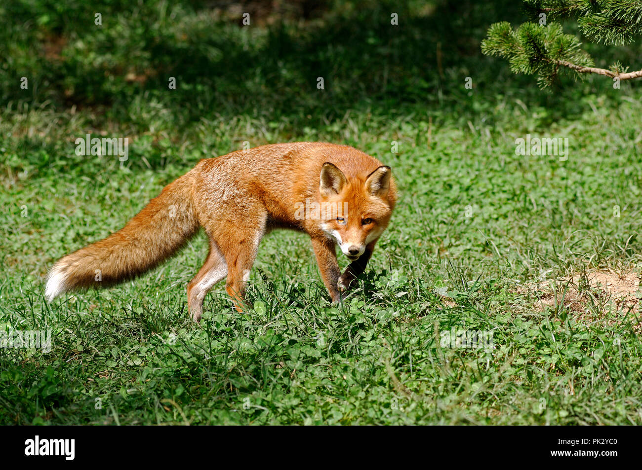 Red Fox (Vulpes vulpes) Renard roux Stock Photo - Alamy