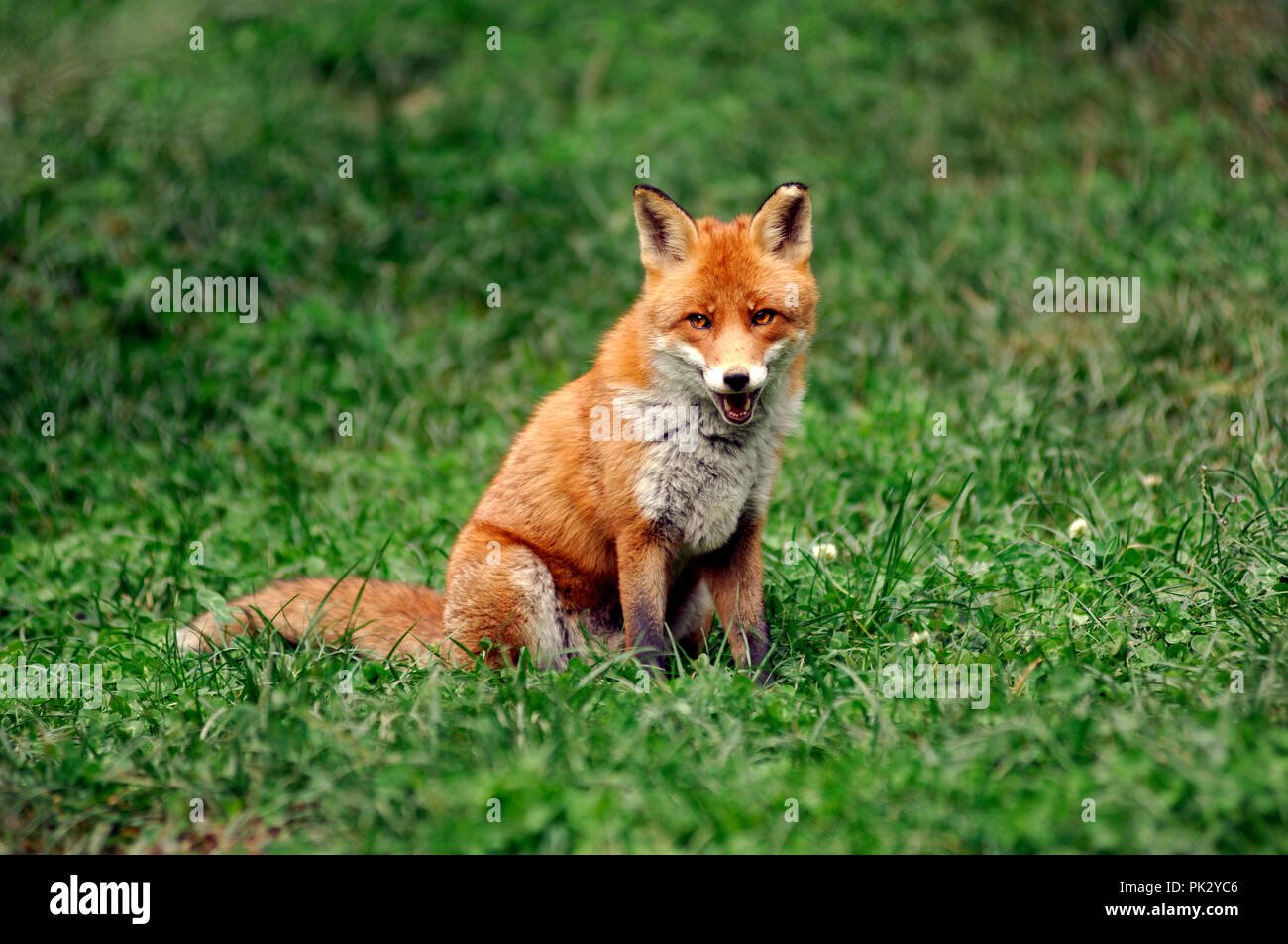 Red Fox (Vulpes vulpes) Renard roux Stock Photo - Alamy