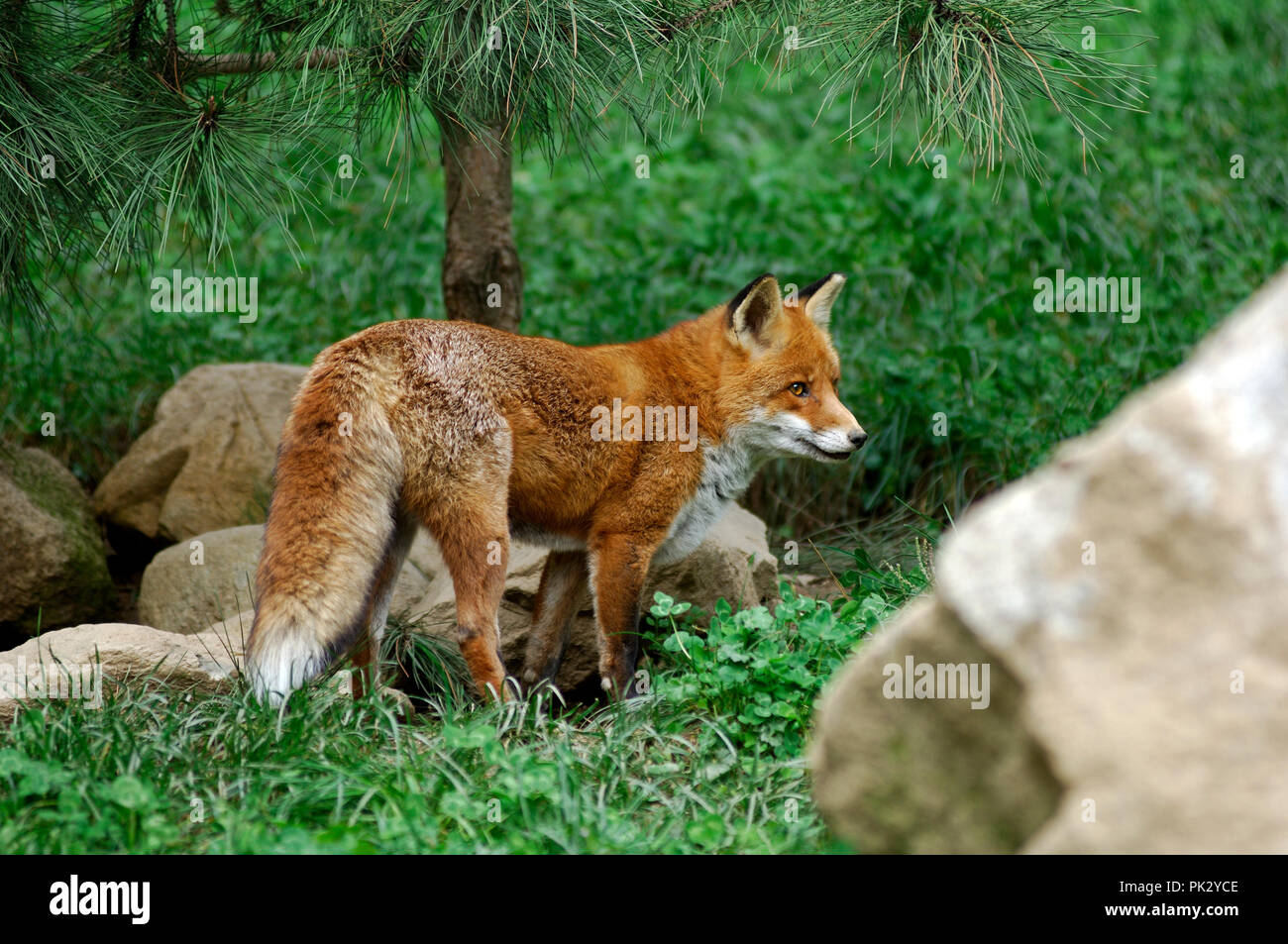 Red Fox (Vulpes vulpes) Renard roux Stock Photo - Alamy