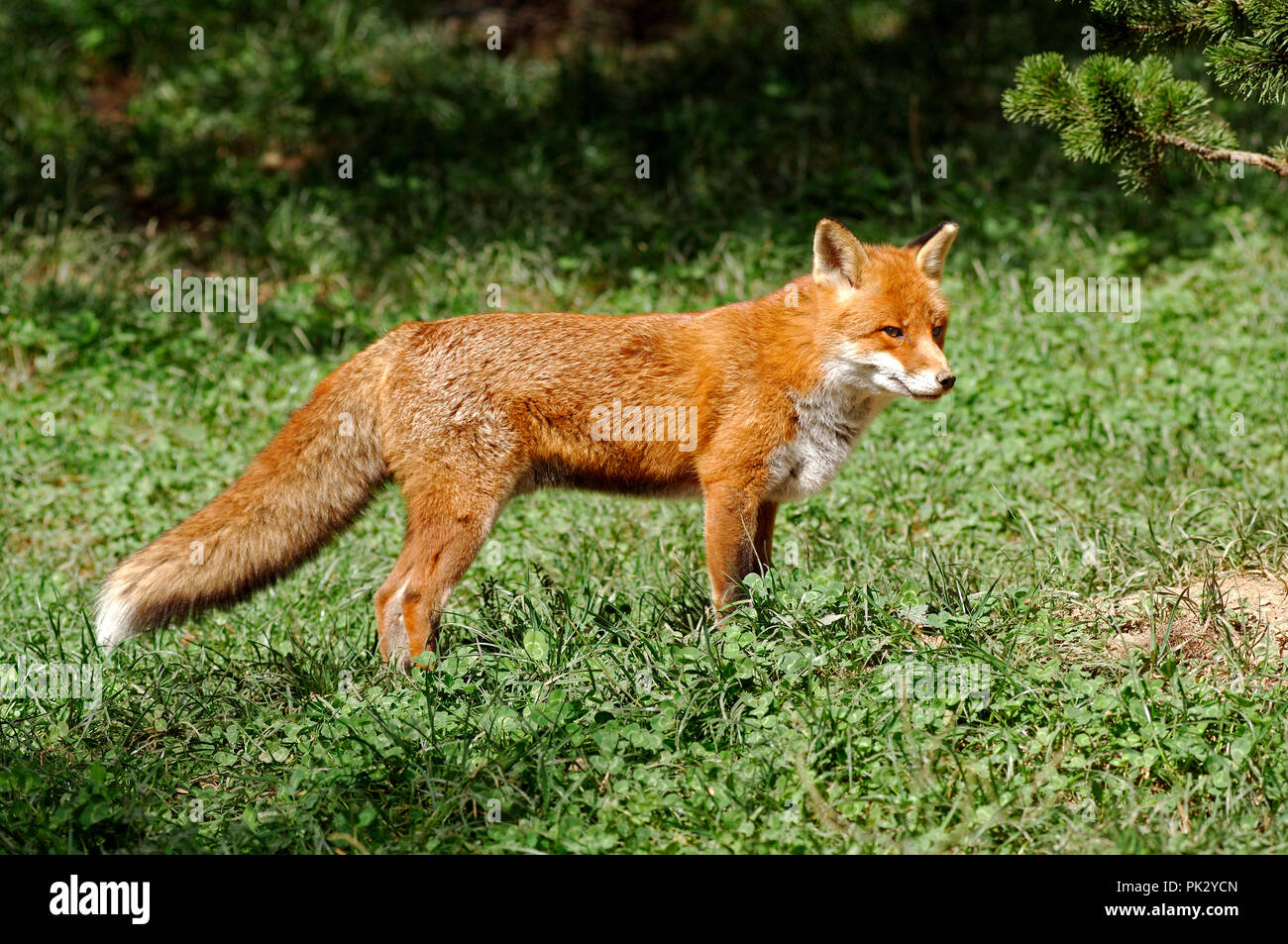 Red Fox (Vulpes vulpes) Renard roux Stock Photo - Alamy