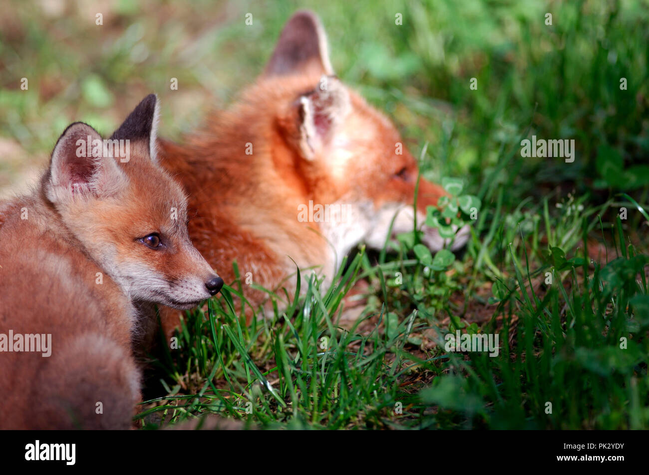 Red Fox - cub (Vulpes vulpes) // Renard roux - renardeau Stock Photo ...