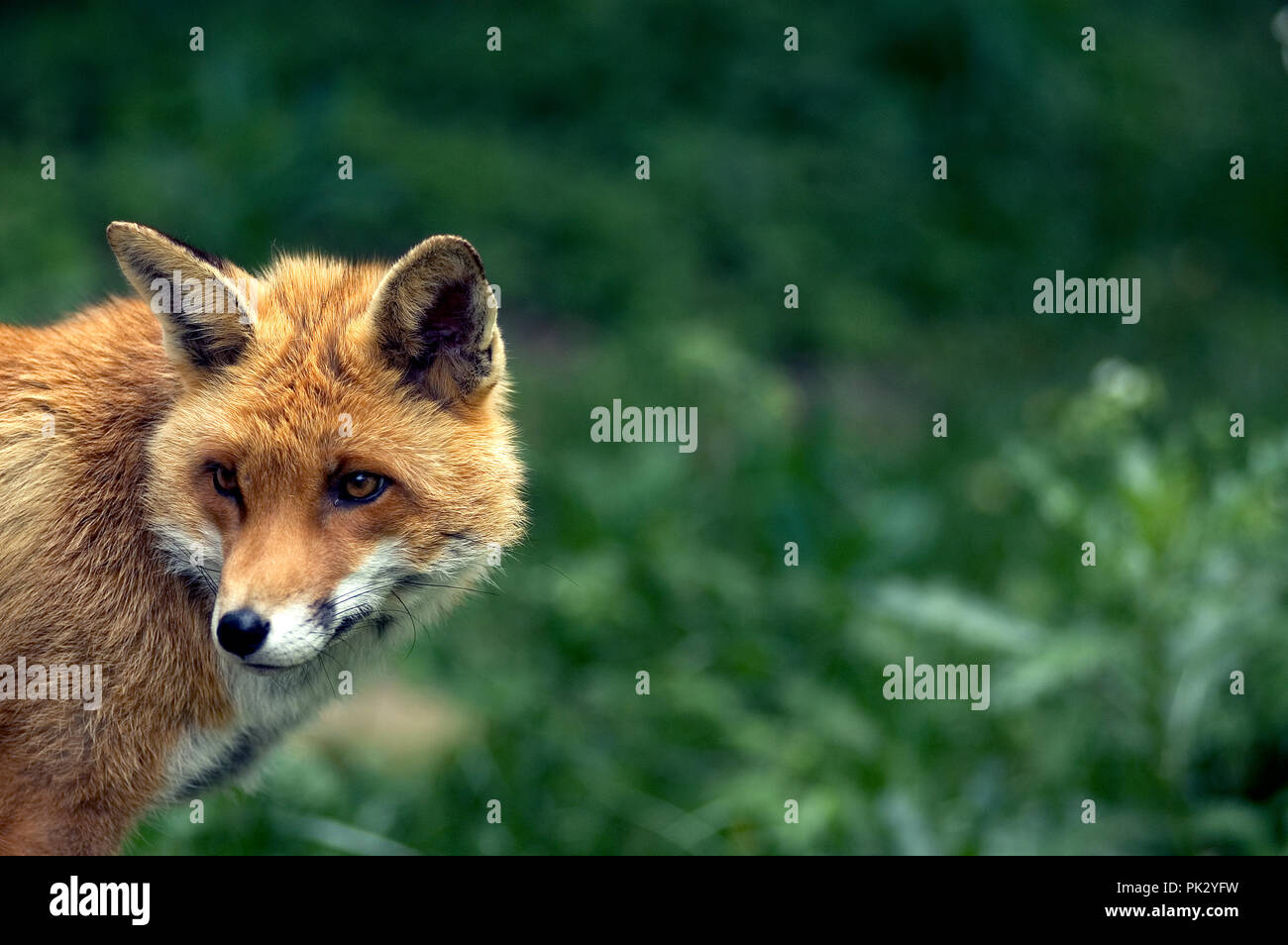 Red Fox (Vulpes vulpes) Portrait Renard roux Stock Photo - Alamy
