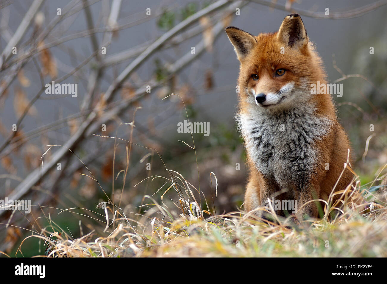 Red Fox (Vulpes vulpes) Renard roux Stock Photo - Alamy