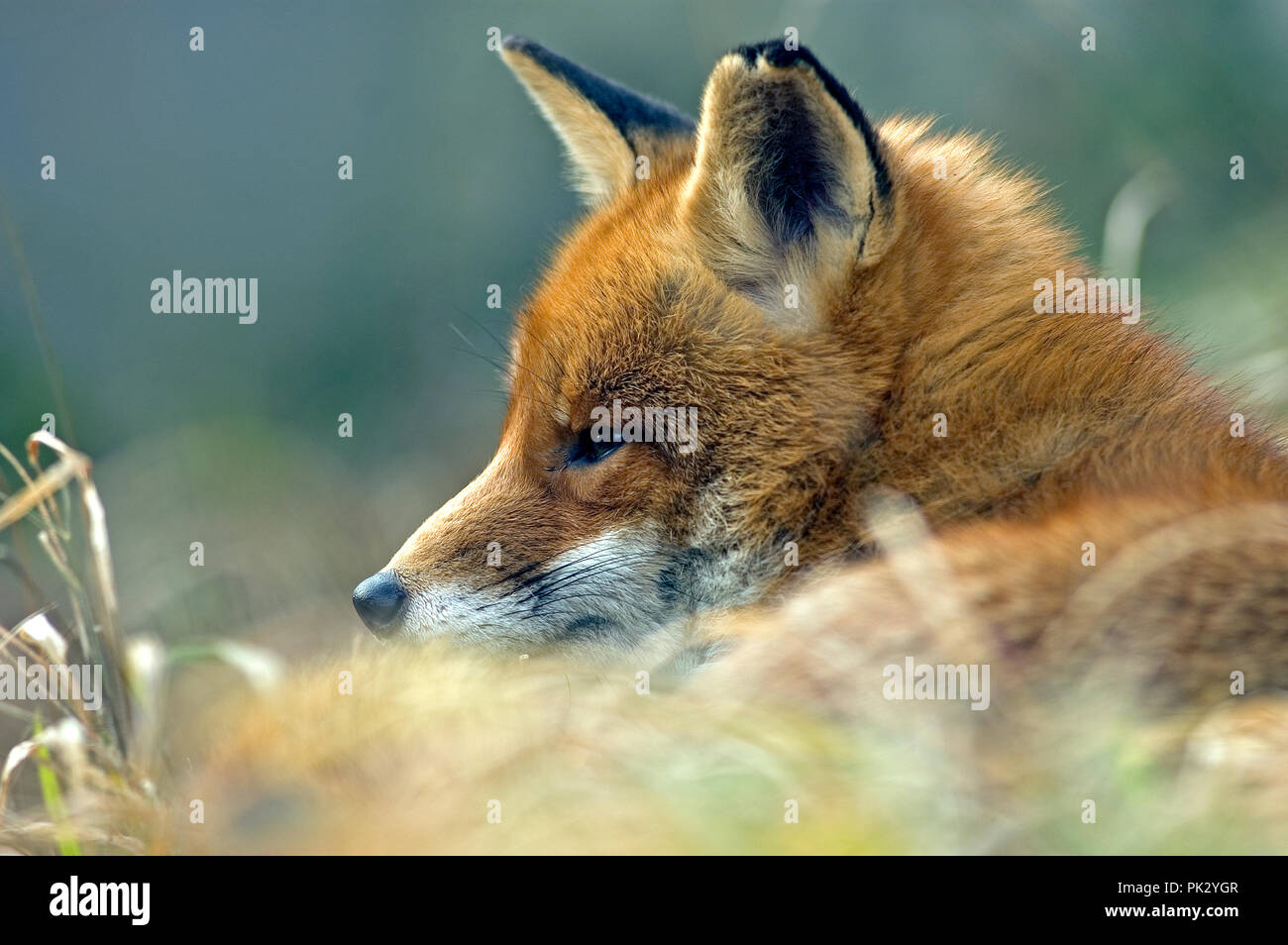 Red Fox (Vulpes vulpes) Portrait Renard roux Stock Photo - Alamy