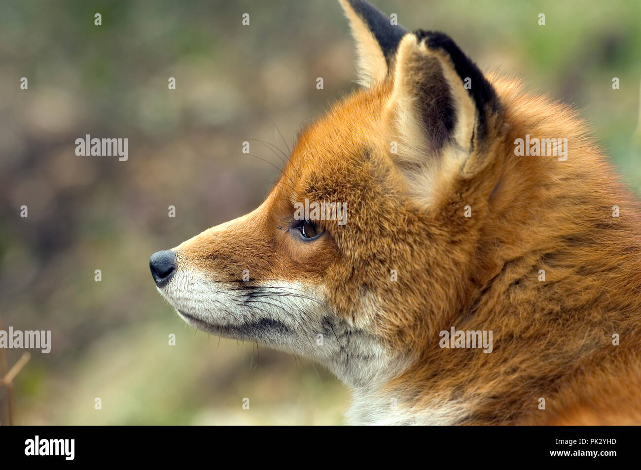 Red Fox (Vulpes vulpes) Portrait Renard roux Stock Photo - Alamy