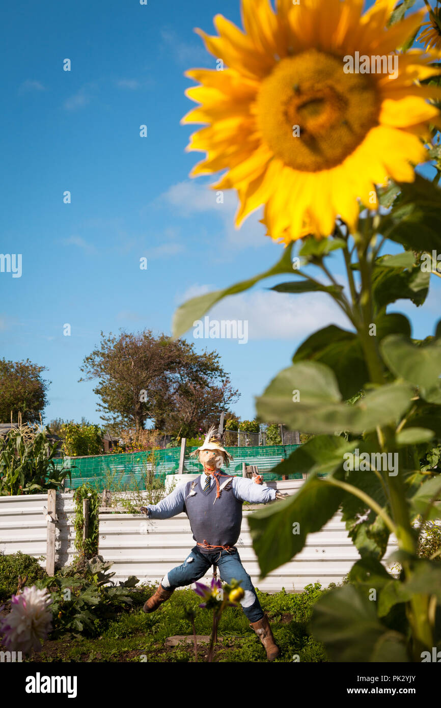 Sunflower scarecrow hi-res stock photography and images - Alamy