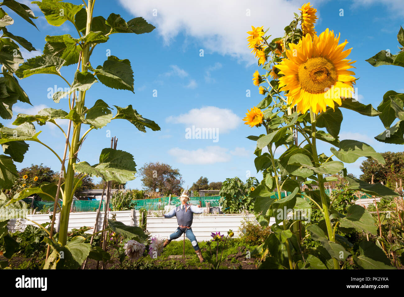 Sunflower scarecrow hi-res stock photography and images - Alamy
