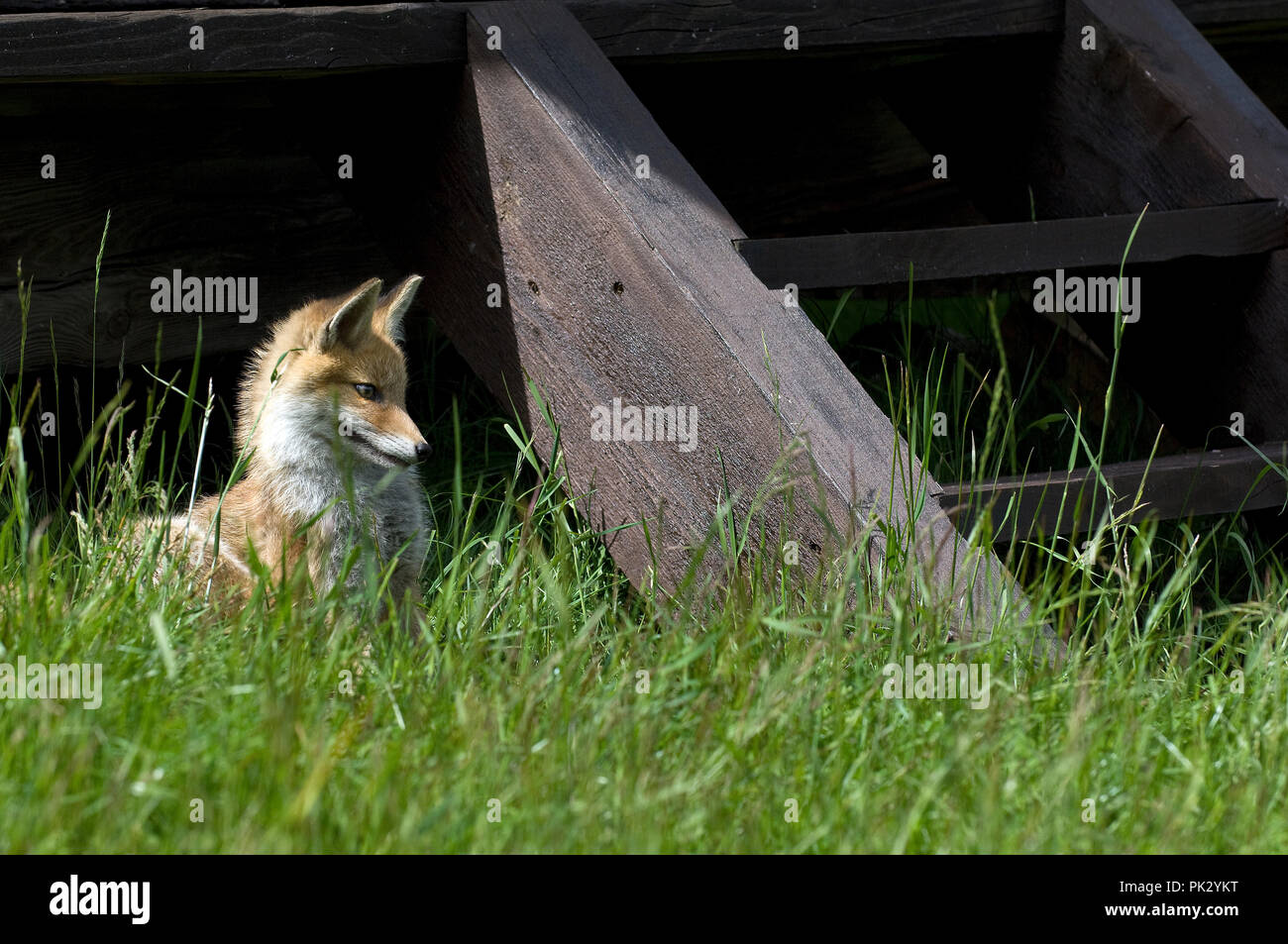 Red Fox - cub (Vulpes vulpes) Renard roux - renardeau Stock Photo - Alamy