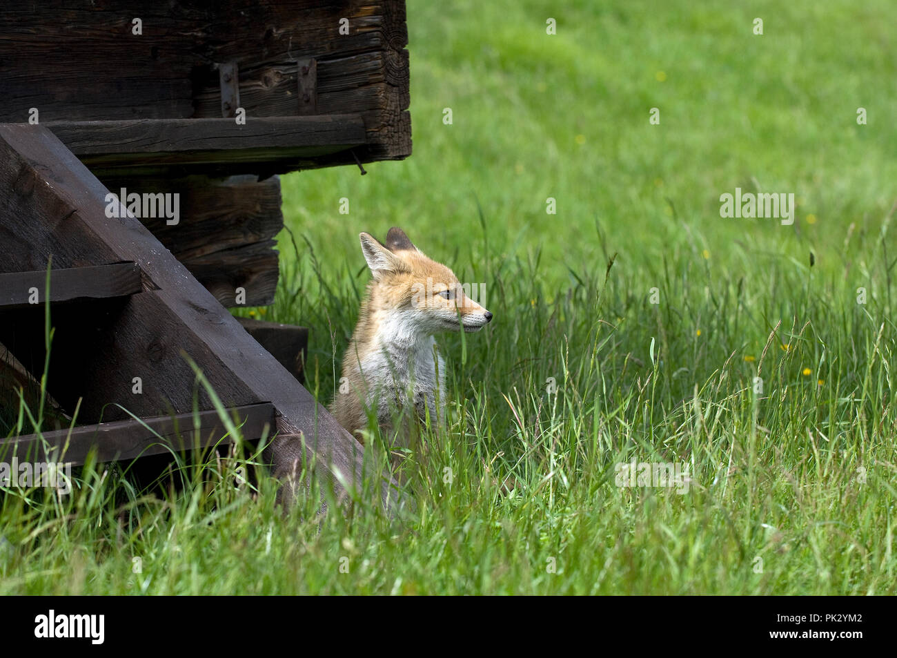 Red Fox - cub (Vulpes vulpes) Renard roux - renardeau Stock Photo - Alamy