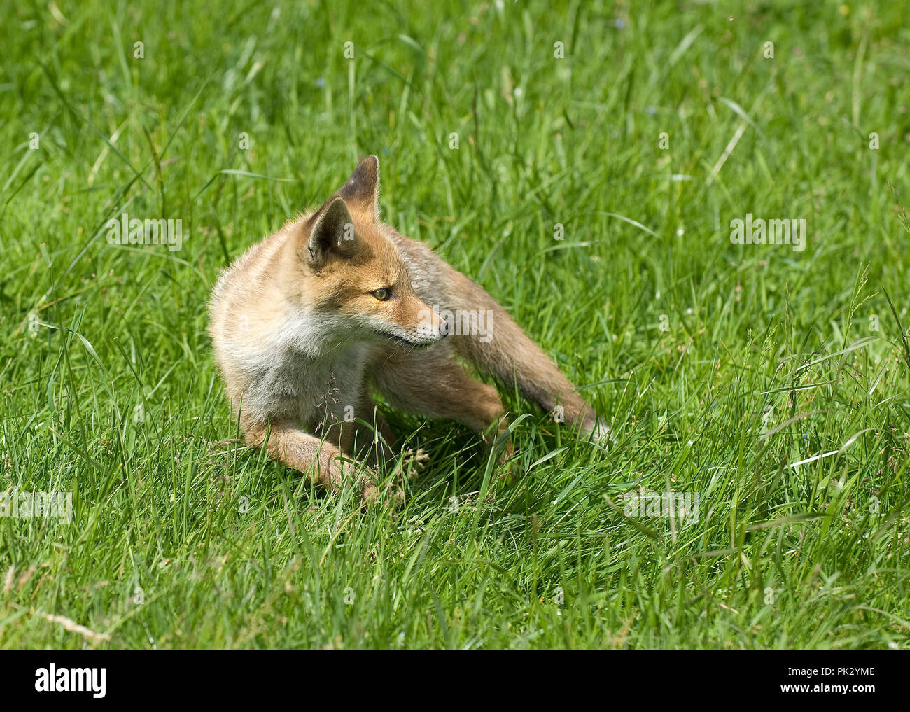 Red Fox - cub (Vulpes vulpes) Renard roux - renardeau Stock Photo - Alamy