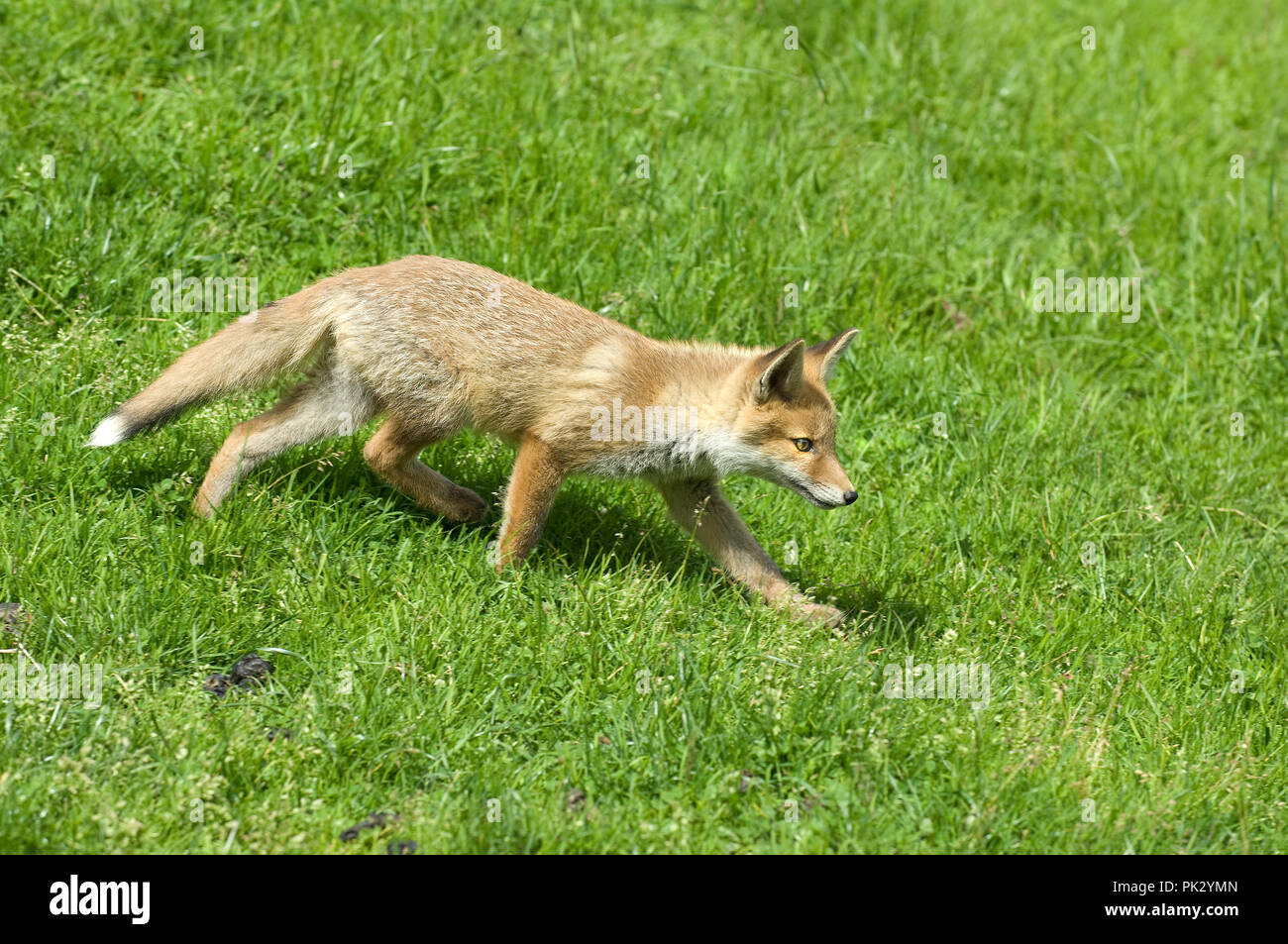 Renardeau hi-res stock photography and images - Alamy