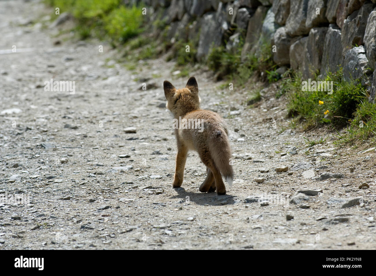 Red Fox - cub (Vulpes vulpes) Renard roux - renardeau Stock Photo - Alamy