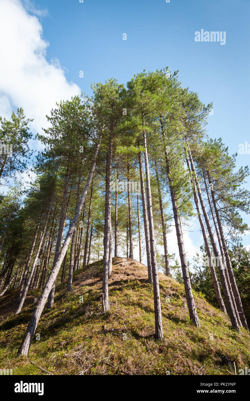 Forest trees on Anglesey coast, Wales UK Stock Photo - Alamy