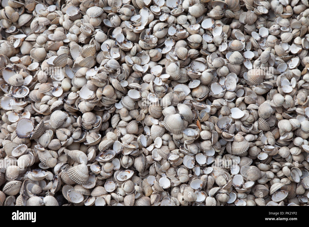 Lots of shells hi-res stock photography and images - Alamy