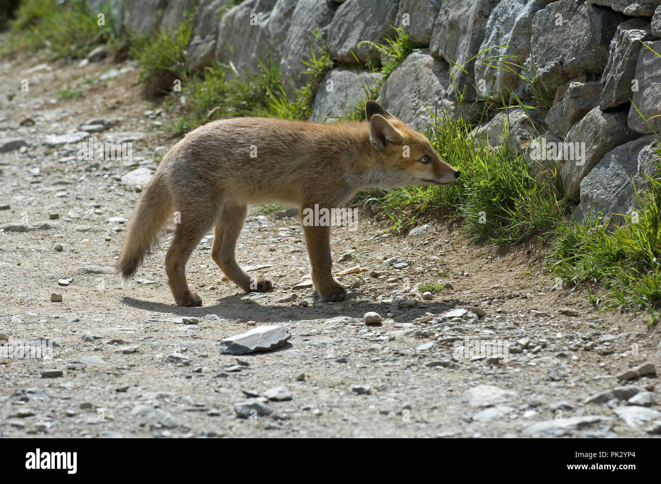 Renardeau hi-res stock photography and images - Alamy