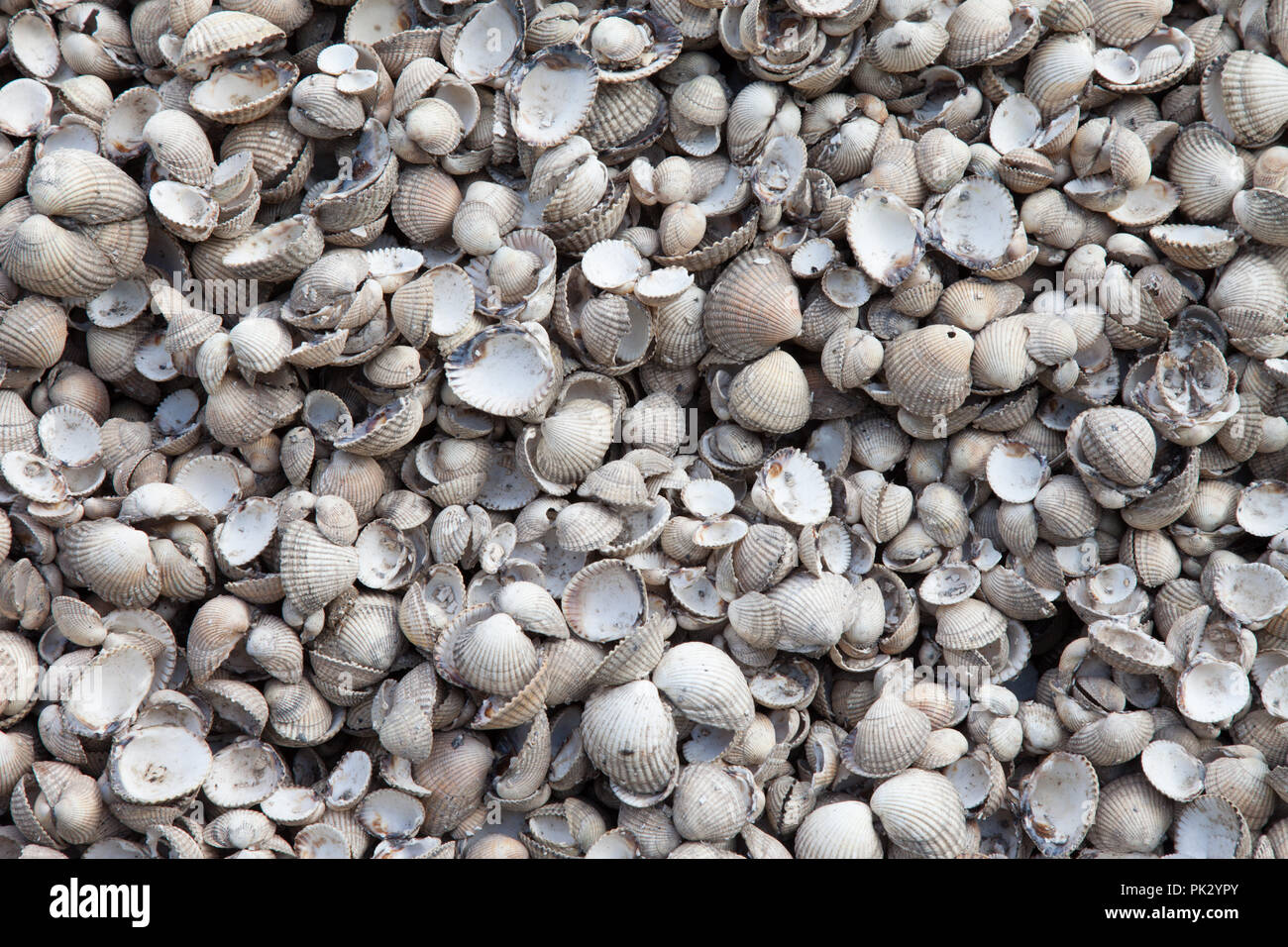 Shells piled up Stock Photo - Alamy