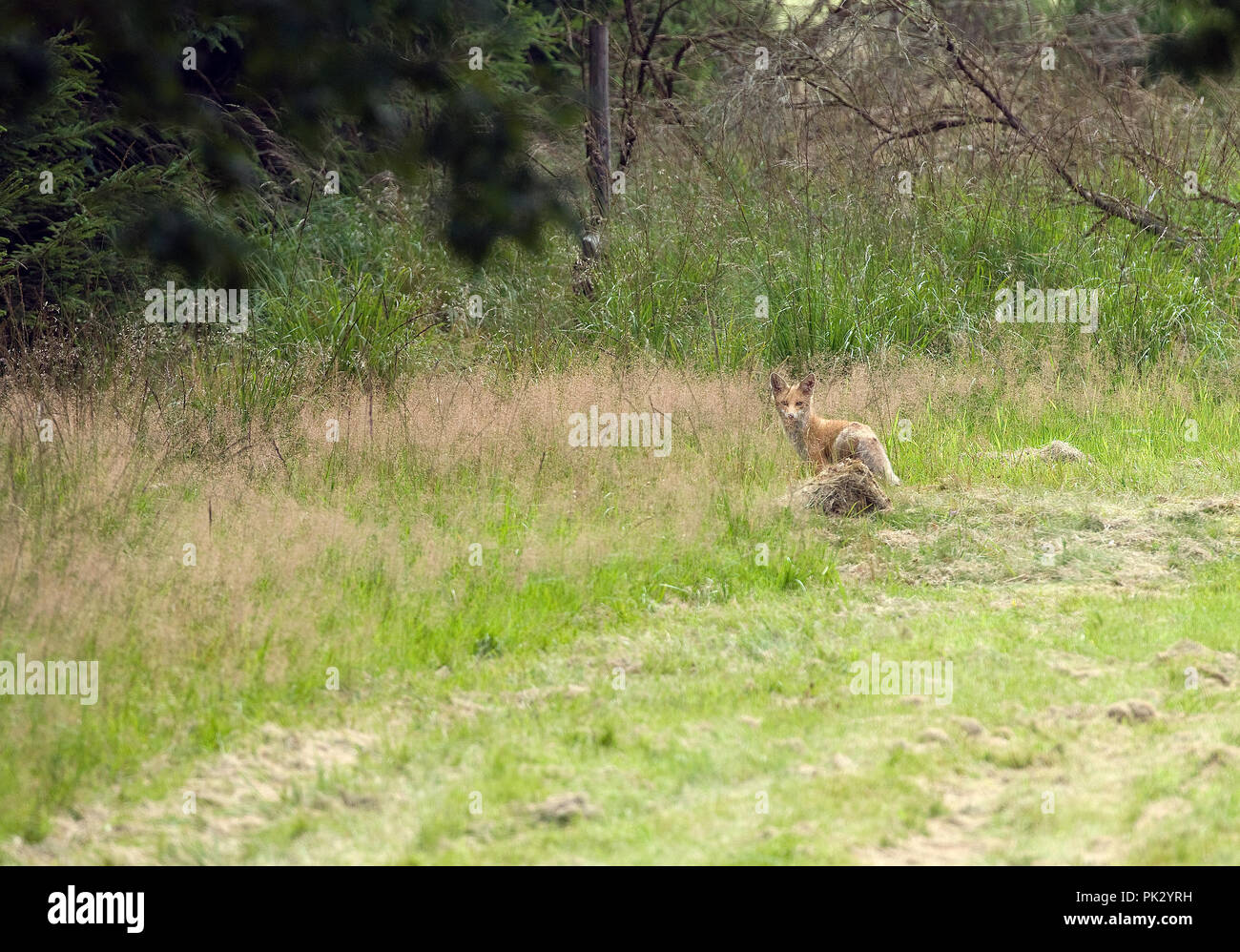 Renard the fox hi-res stock photography and images - Alamy