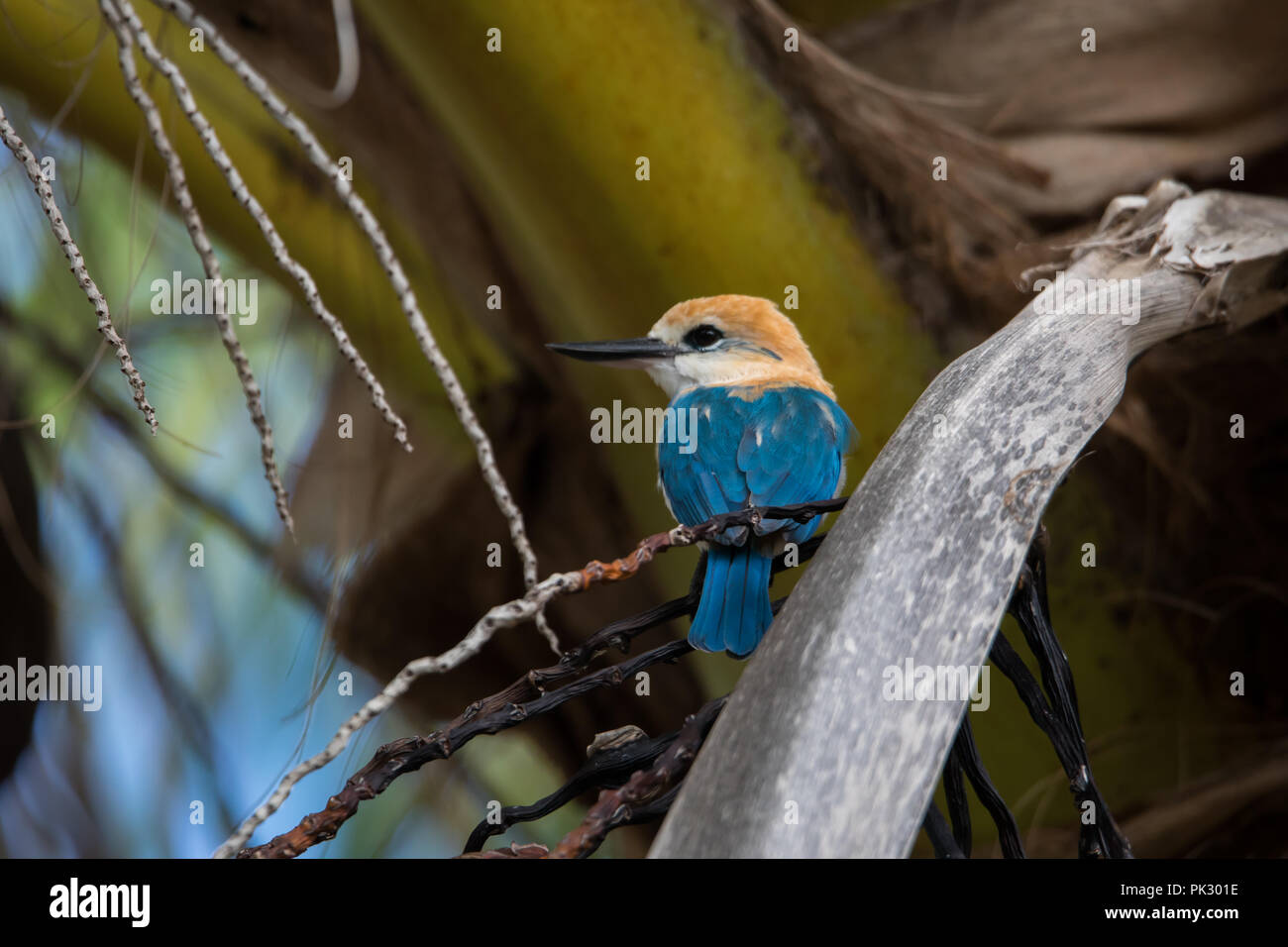 The endemic Niau Kingfisher, a stunning bird found only on one island ...