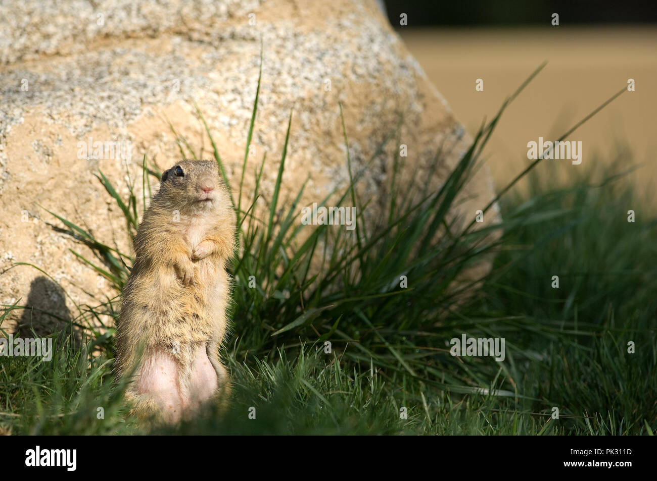 Spermophile deurope hi-res stock photography and images - Alamy