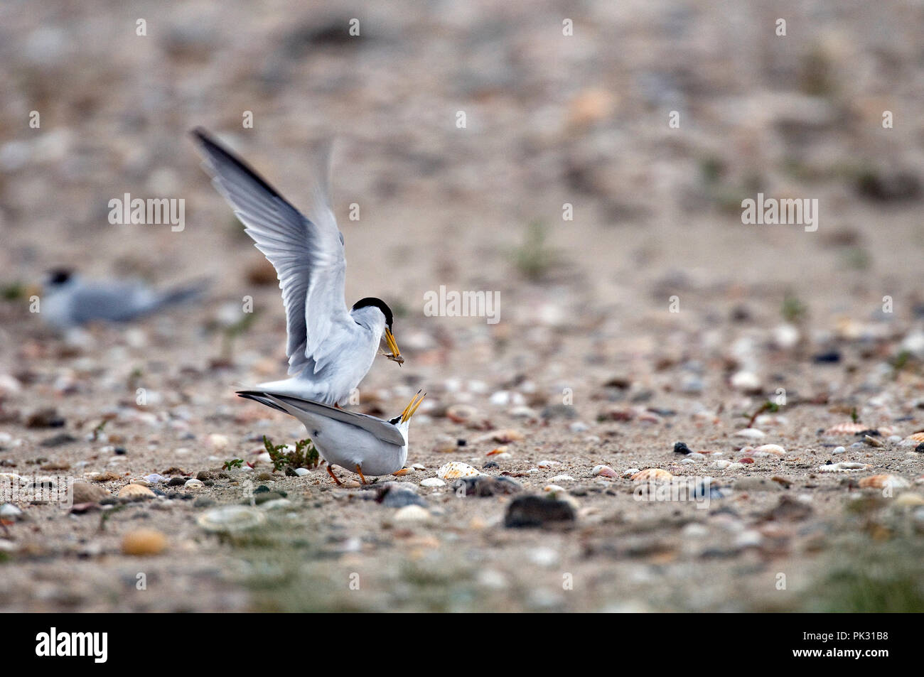 Sterne naine hi-res stock photography and images - Alamy