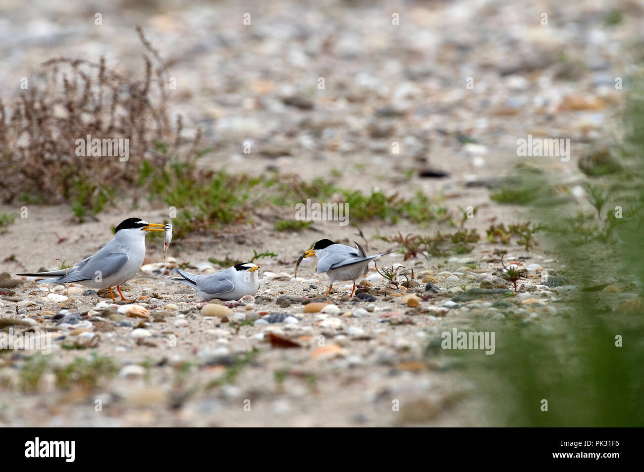 Courtisent hi-res stock photography and images - Alamy