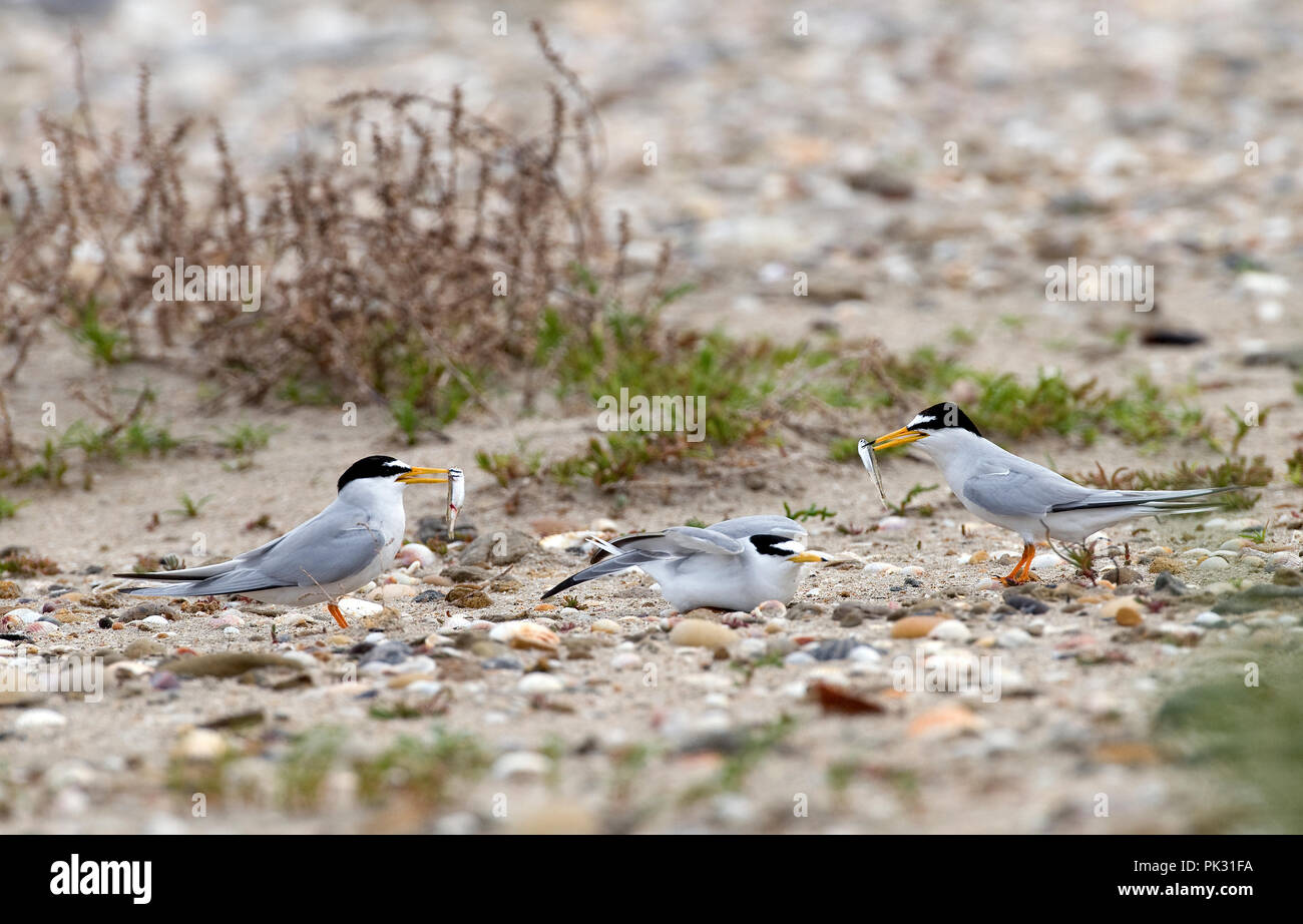 Female fish hi-res stock photography and images - Alamy