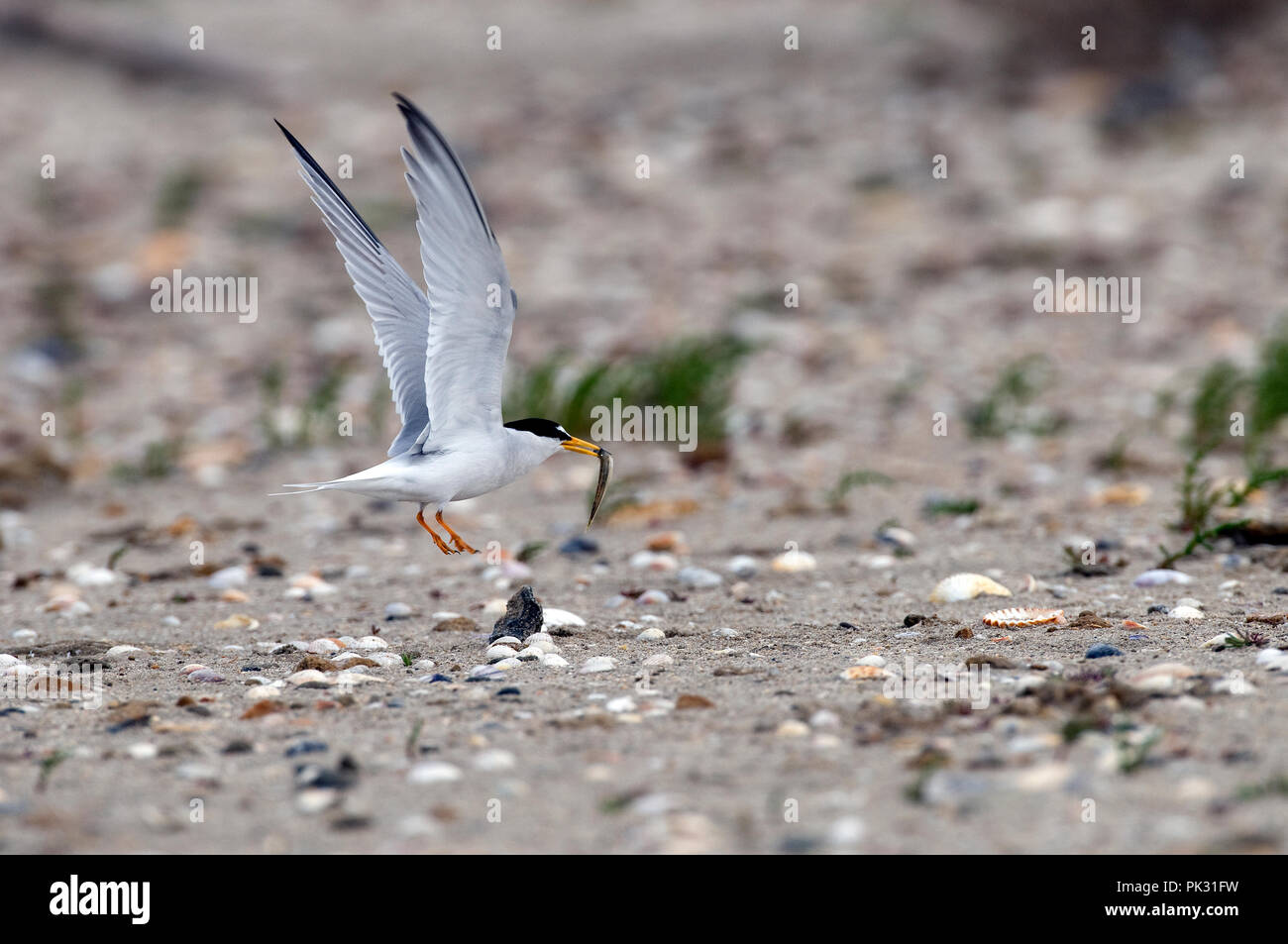 Fish love hi-res stock photography and images - Alamy