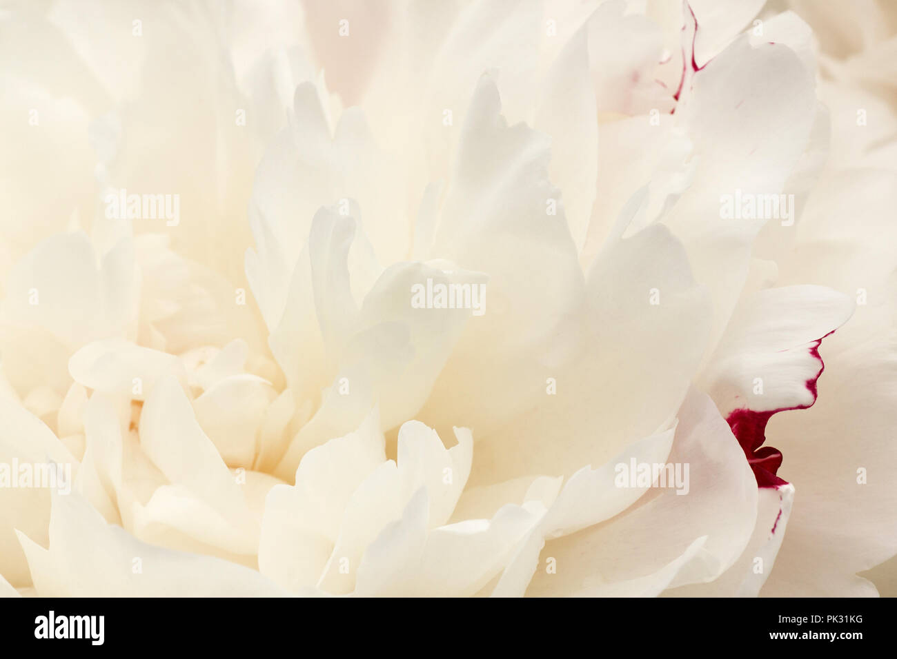 Macro fllower hi-res stock photography and images - Alamy