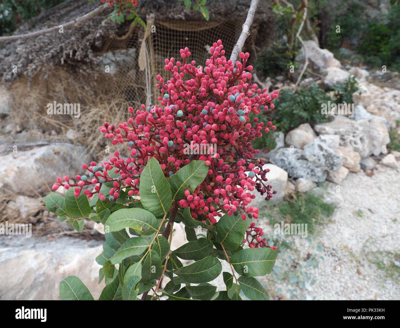 Characteristic single red flower hi-res stock photography and images - Alamy