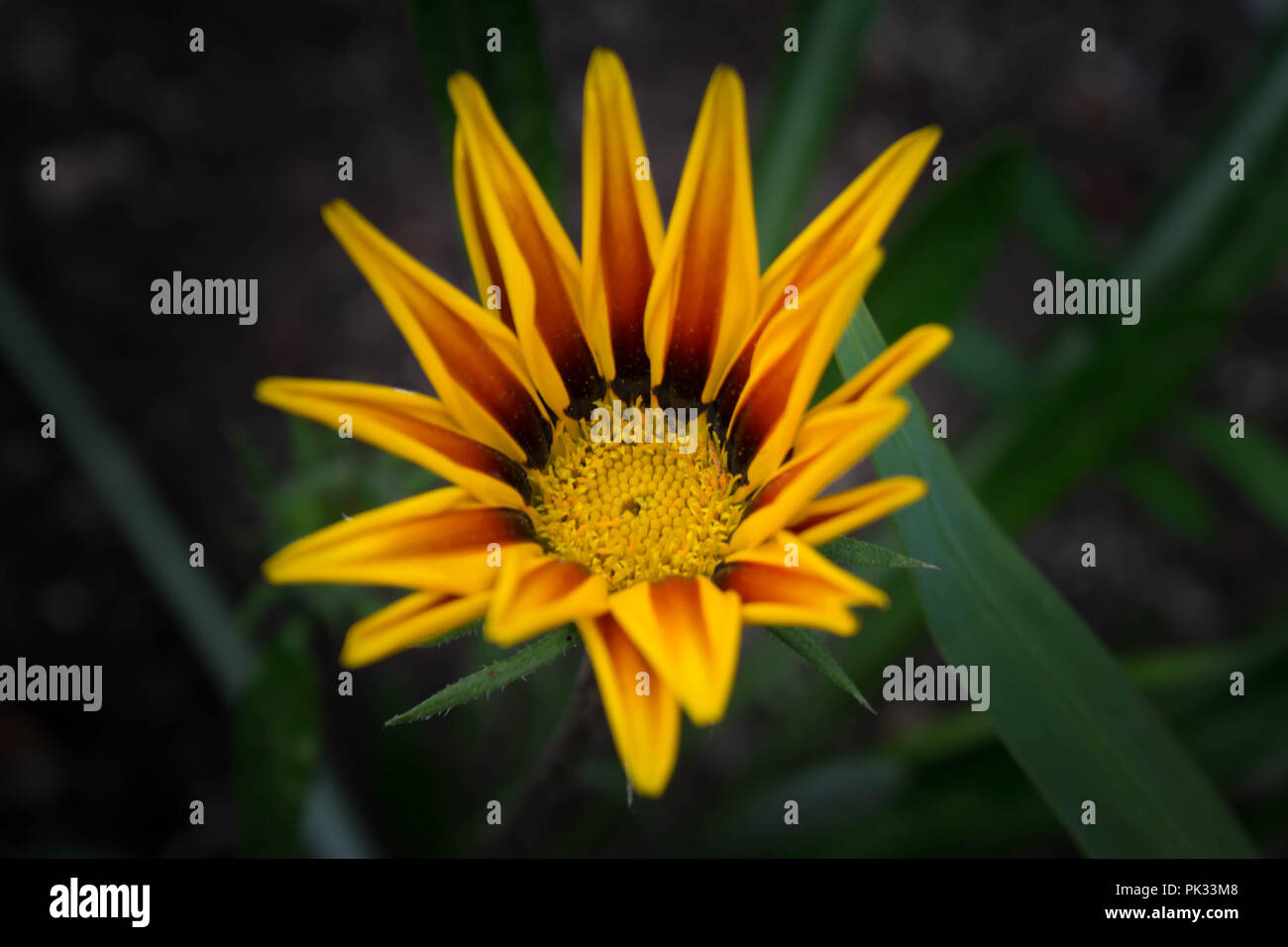 Central yellow green stigma hi-res stock photography and images - Alamy