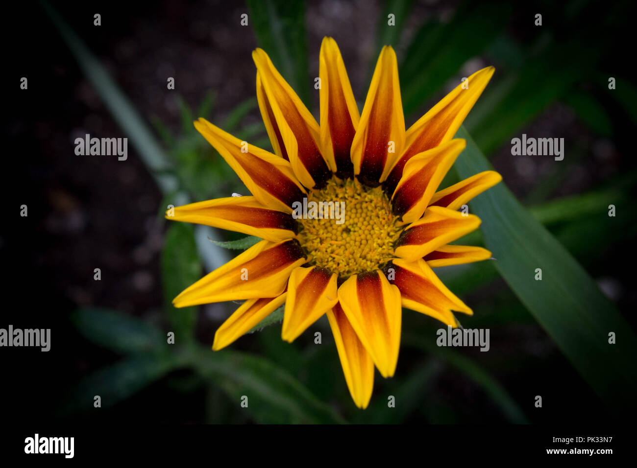 Central yellow green stigma hi-res stock photography and images - Alamy