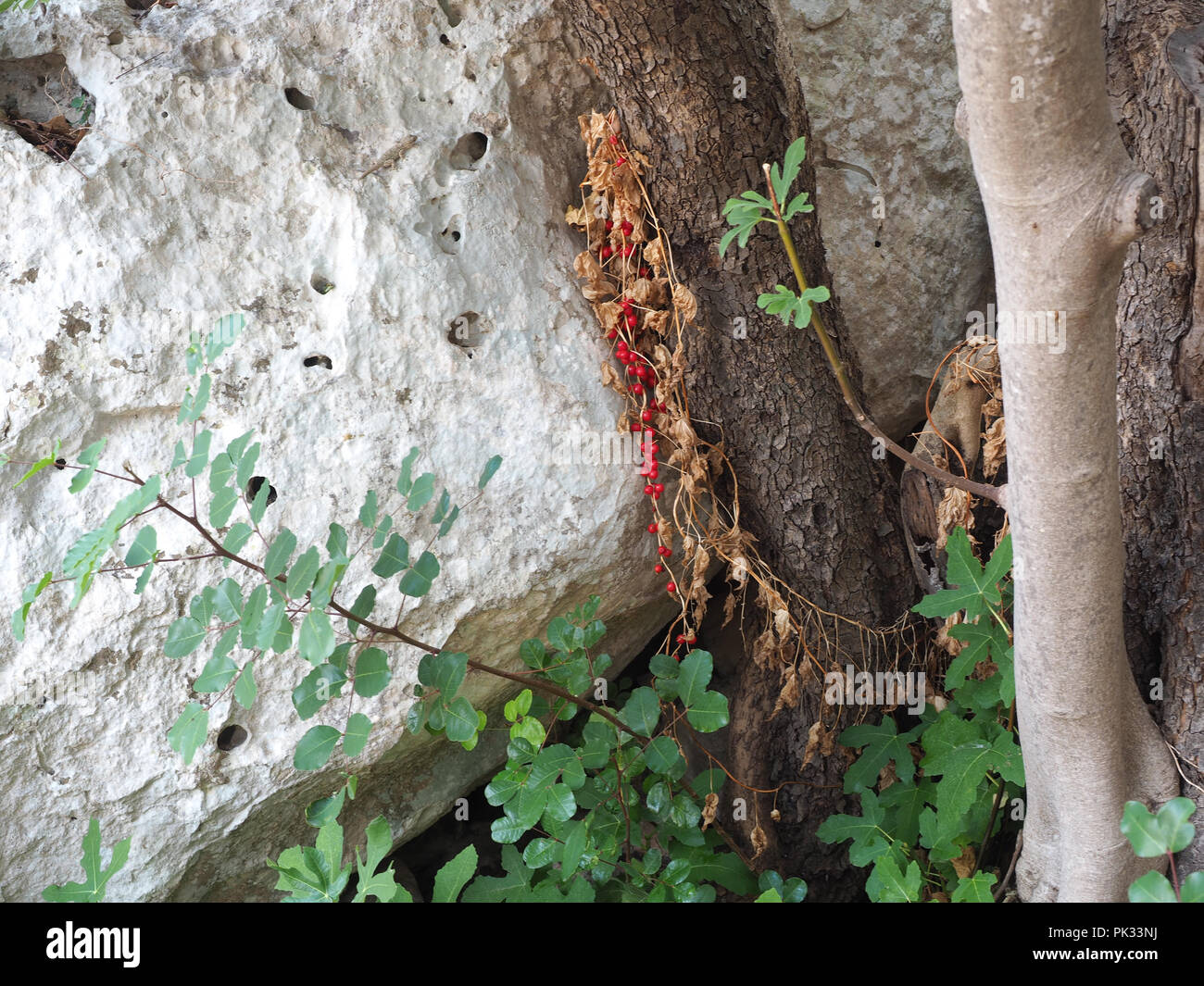 Shot of a tree in a cave Stock Photo - Alamy