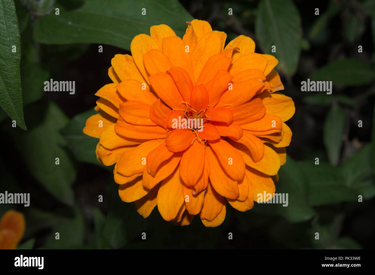 Bright coloured petals hi-res stock photography and images - Alamy