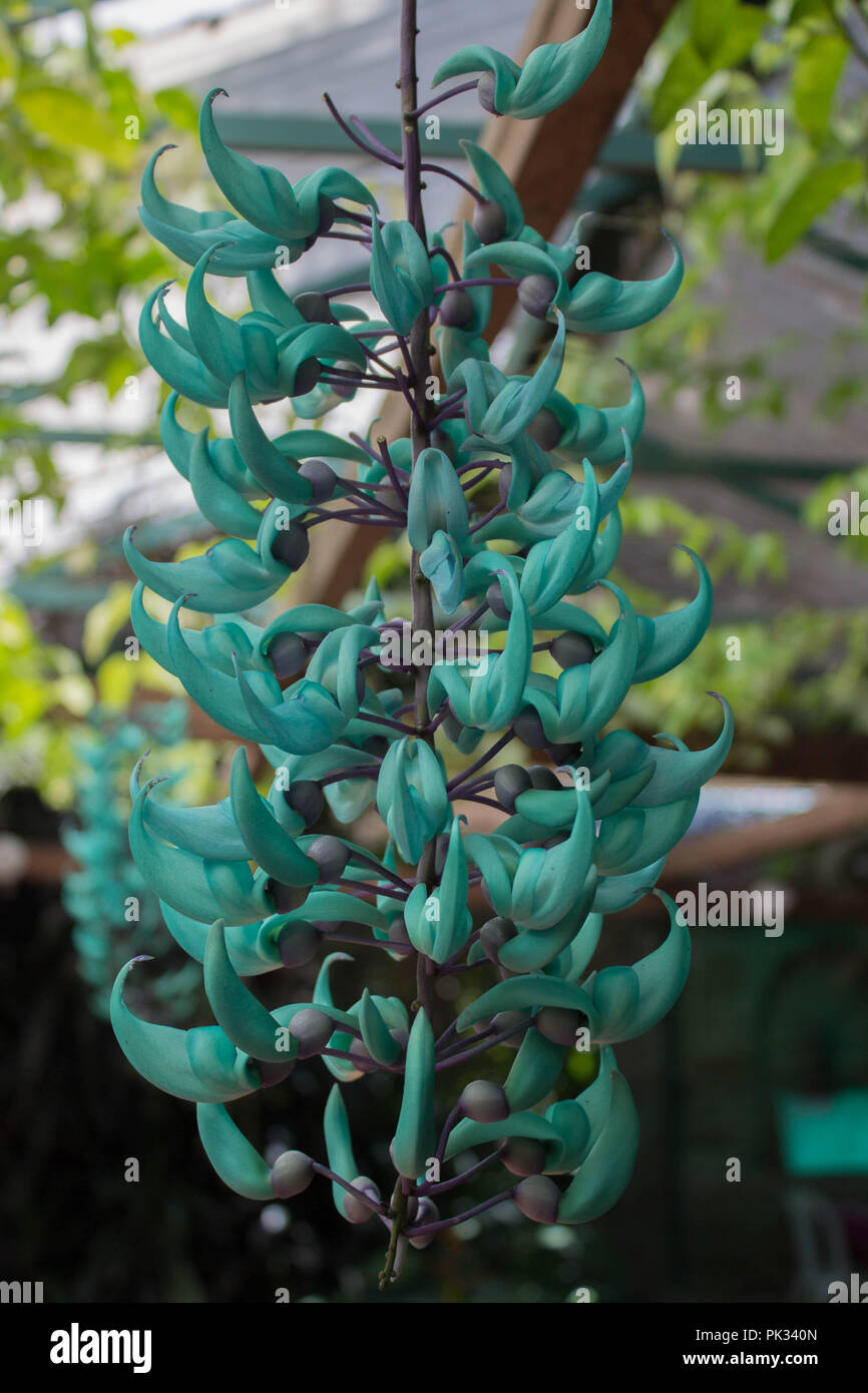 Jade Vine in a Garden in Guatemala Stock Photo - Alamy