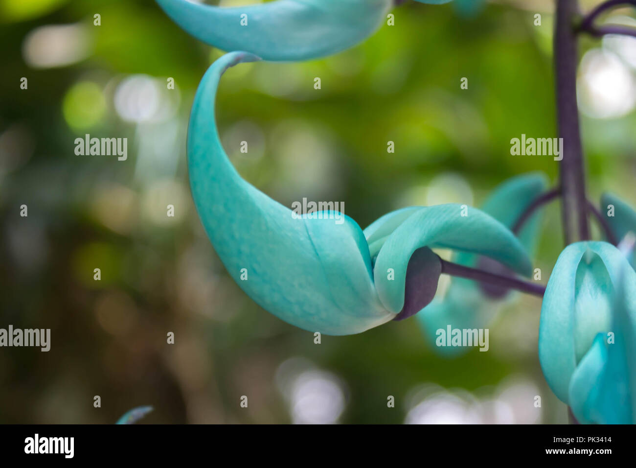 Jade Vine in a Garden in Guatemala Stock Photo - Alamy