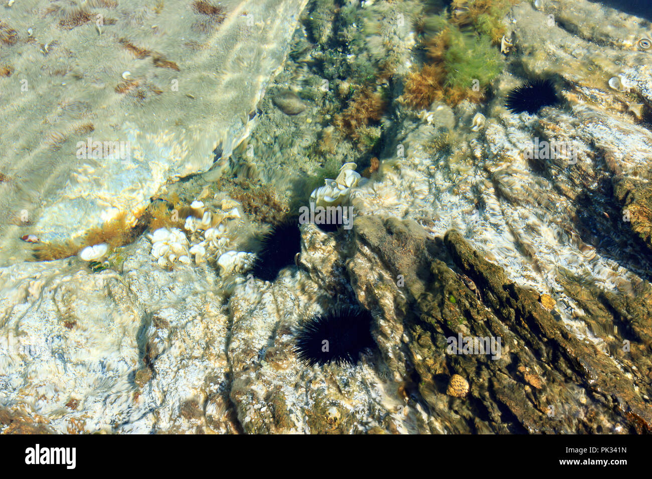 Translucent Snail High Resolution Stock Photography and Images - Alamy