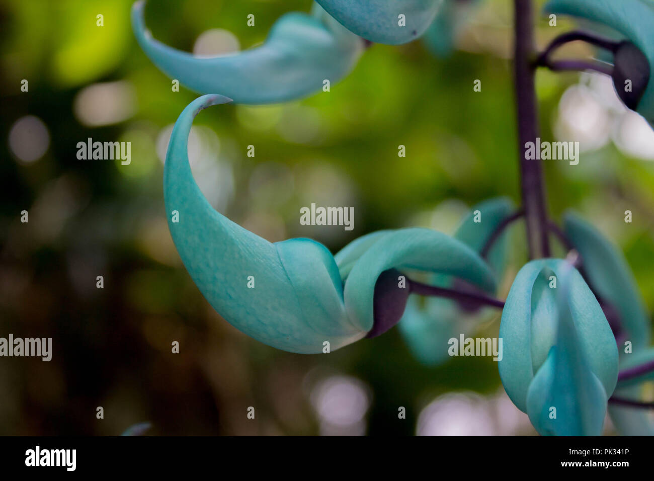 Jade vine flowers hi-res stock photography and images - Alamy
