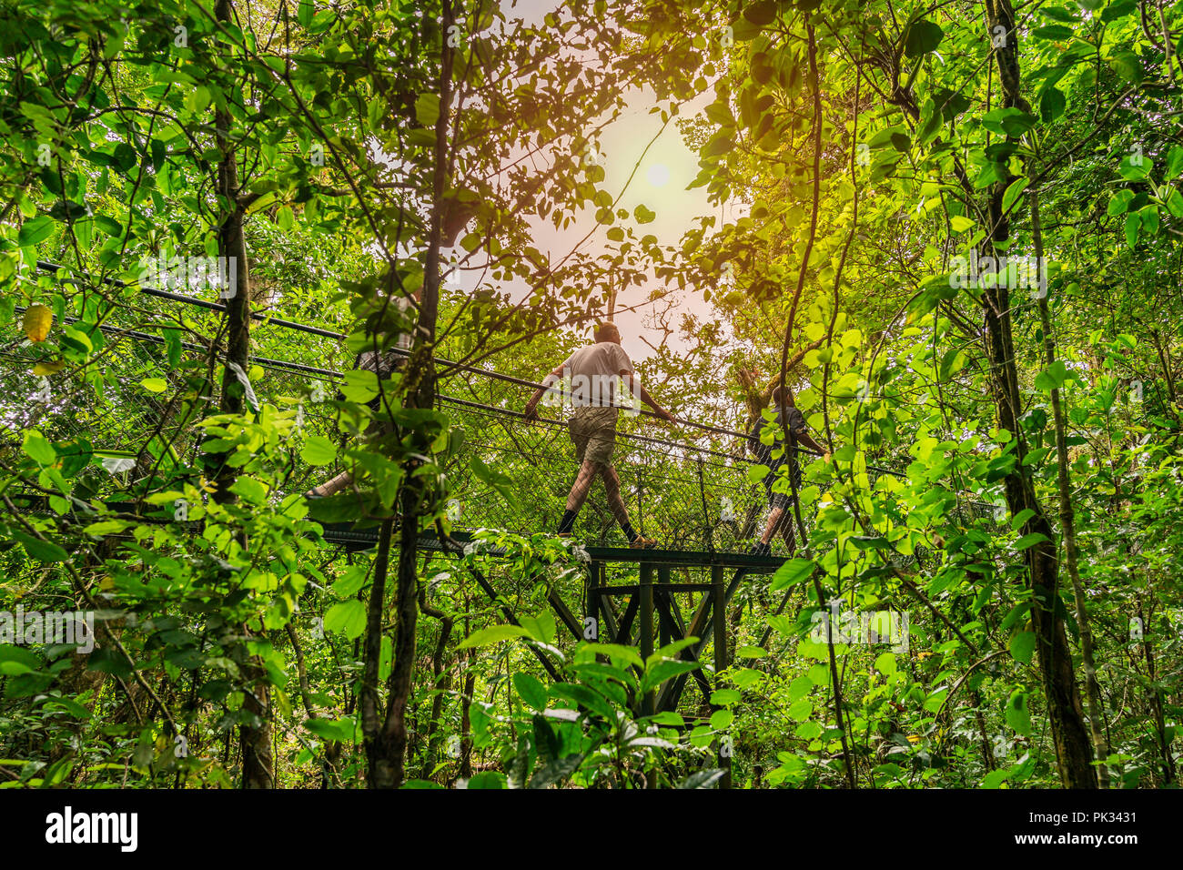 Monteverde Aventura Hanging Bridges, Selvatura Park, Costa Rica Stock ...