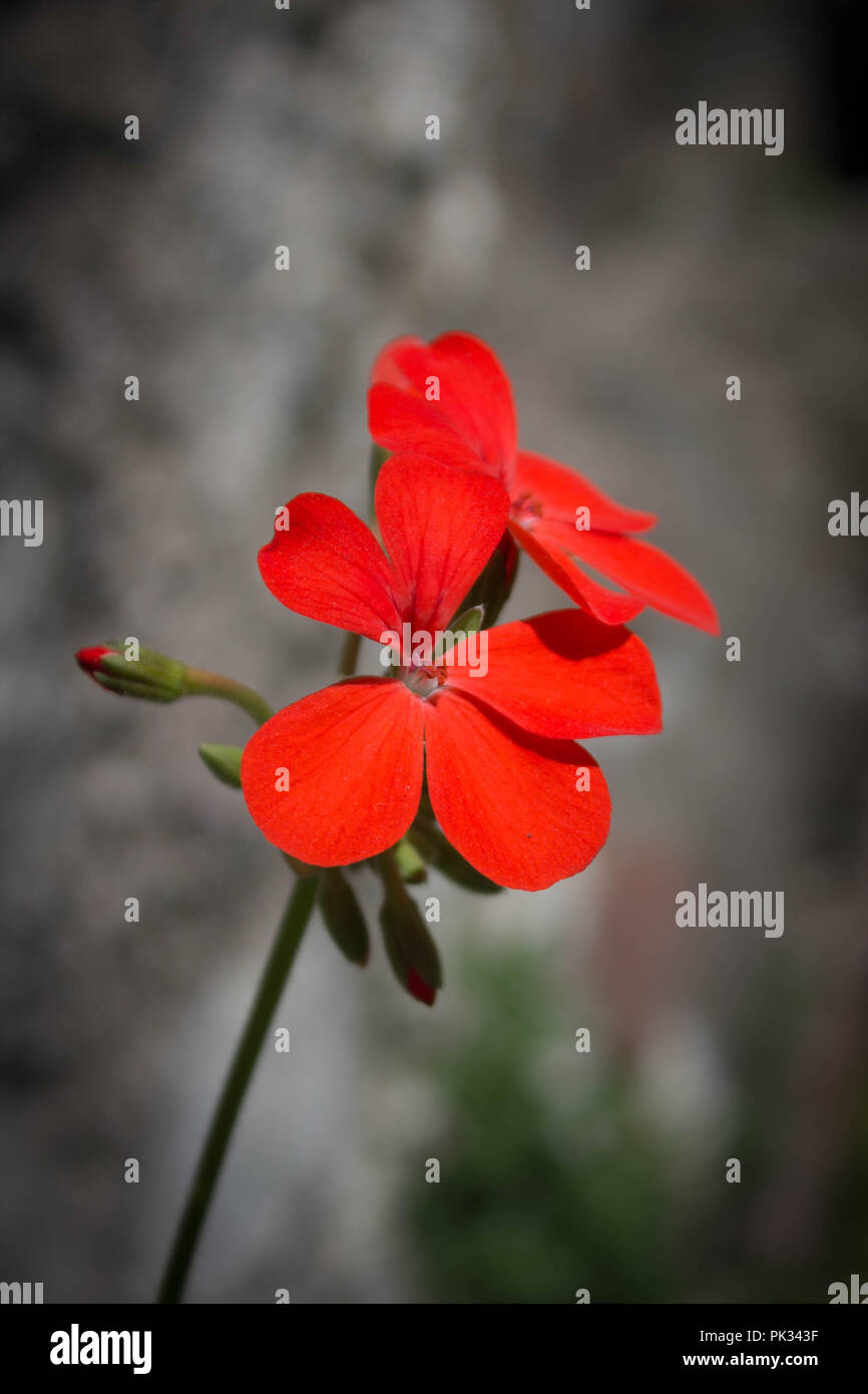 Bright Red Flower in an Antigua Garden Stock Photo - Alamy