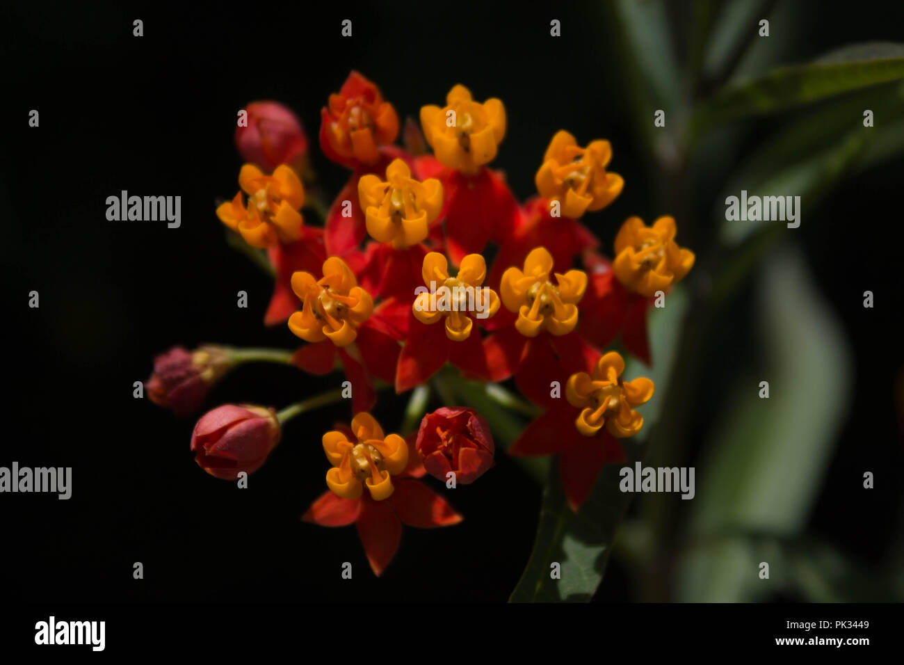 Yellow and Red Flower in Antigua, Guatemala Stock Photo - Alamy