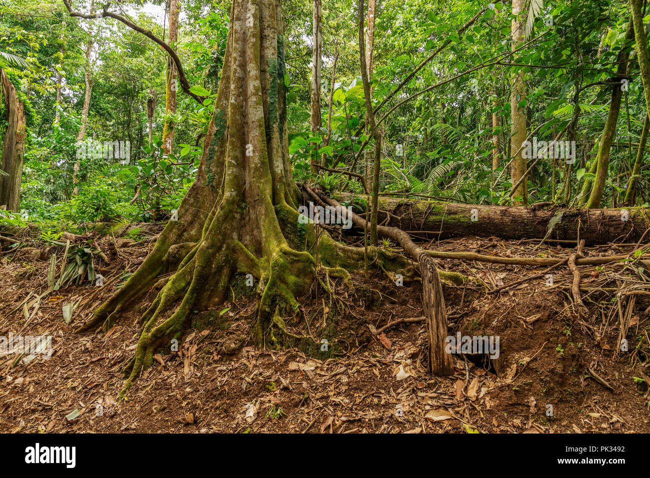 Tenorio Volcano National Park, Costa Rica Stock Photo - Alamy