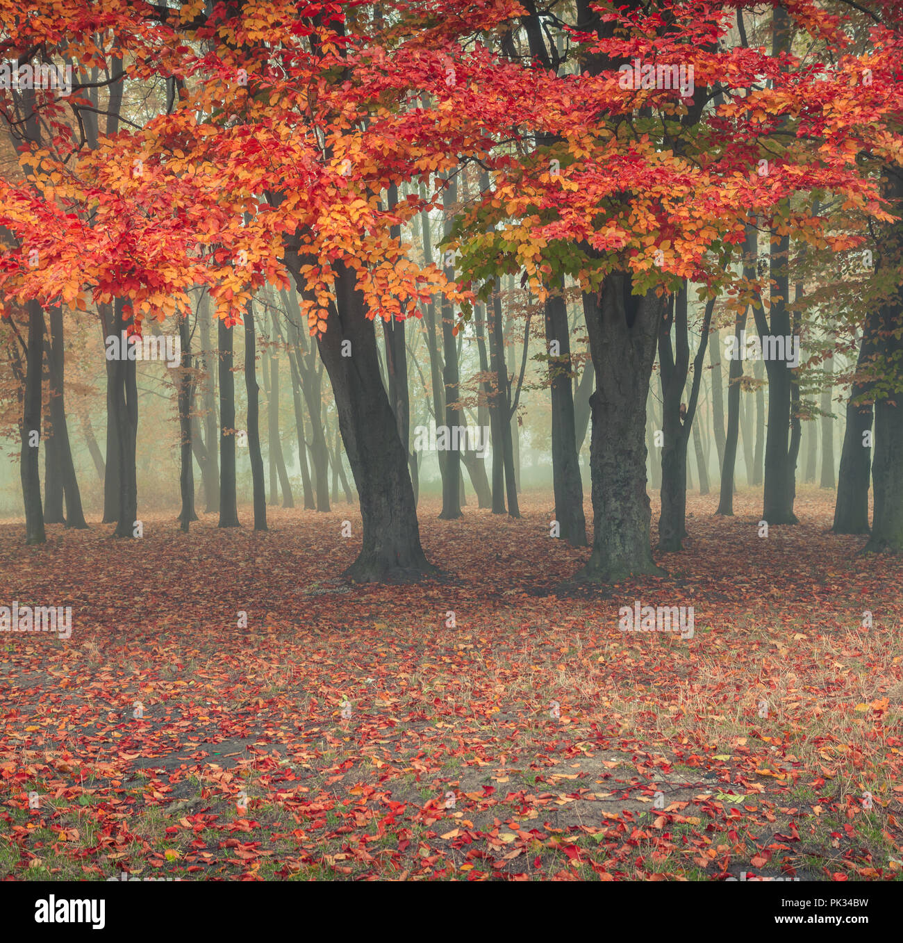 Beautiful autumn nature park landscape hi-res stock photography and ...