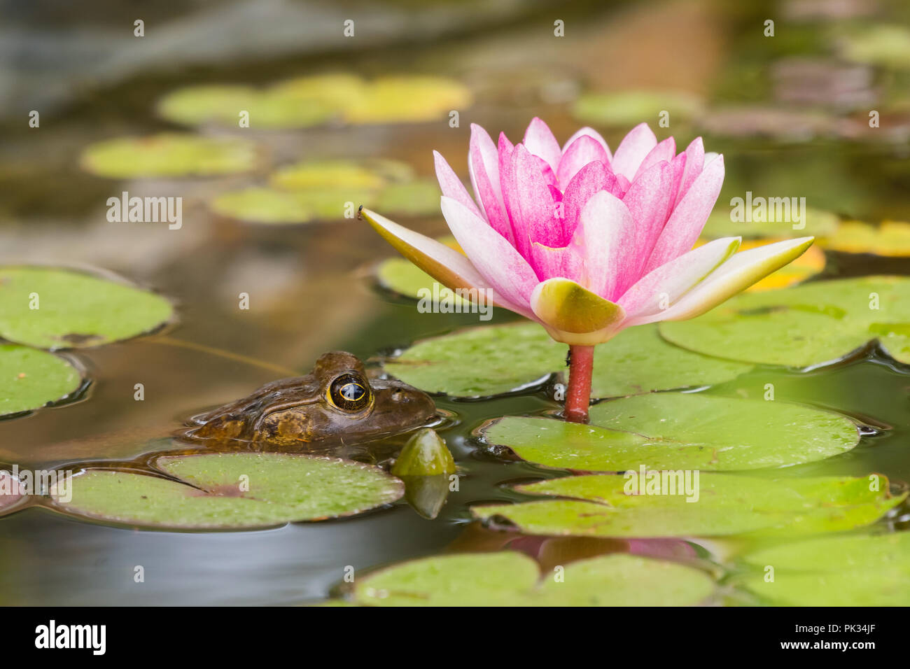 American Bullfrog next to a pink lily pad and flower Stock Photo - Alamy