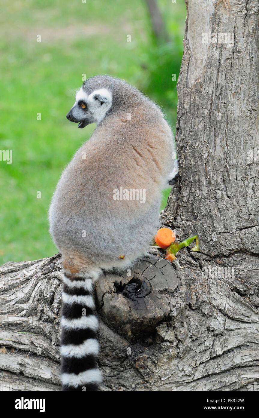 Italy, Lazio, Rome, Villa Borghese, Bioparco Zoo, feeding time with the ...