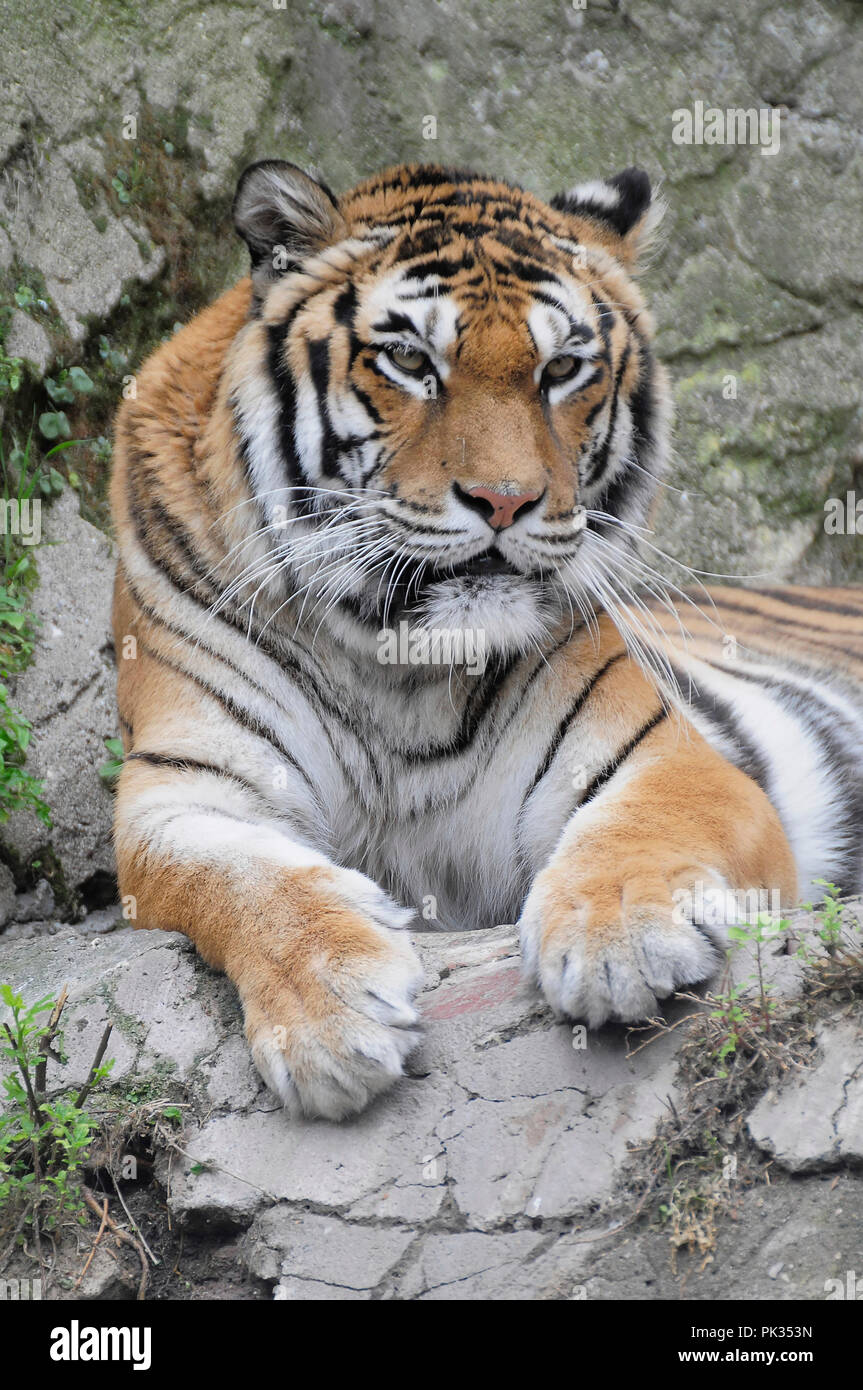 Italy, Lazio, Rome, Villa Borghese, Bioparco Zoo, tiger Stock Photo - Alamy