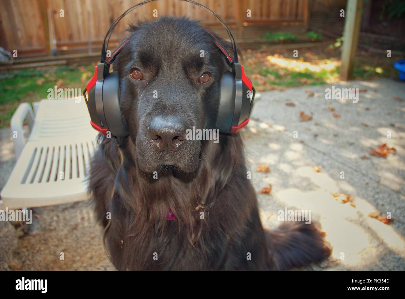 Golden headphones hi-res stock photography and images - Alamy