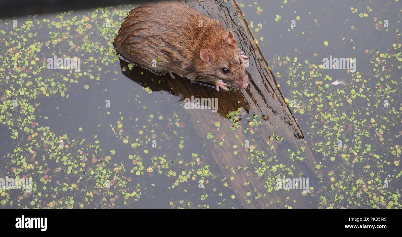 The rat got out of the water on a floating piece of wood. Photo of the ...
