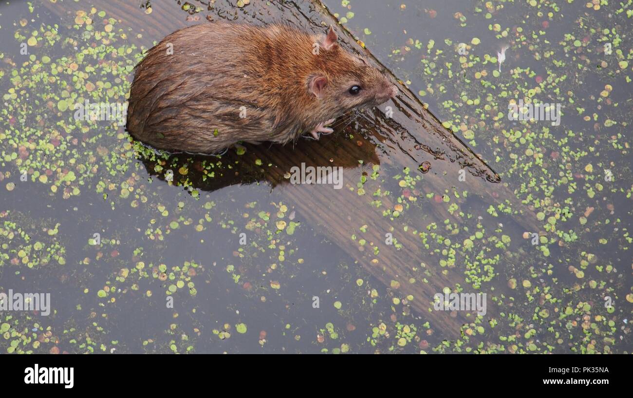 The rat got out of the water on a floating piece of wood. Photo of the ...